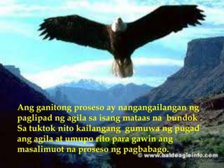 Istorya ng agila | PPTX