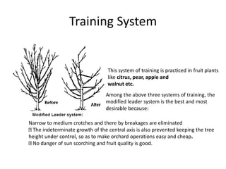 Fundamental of Horticulture Part-1 | PPTX