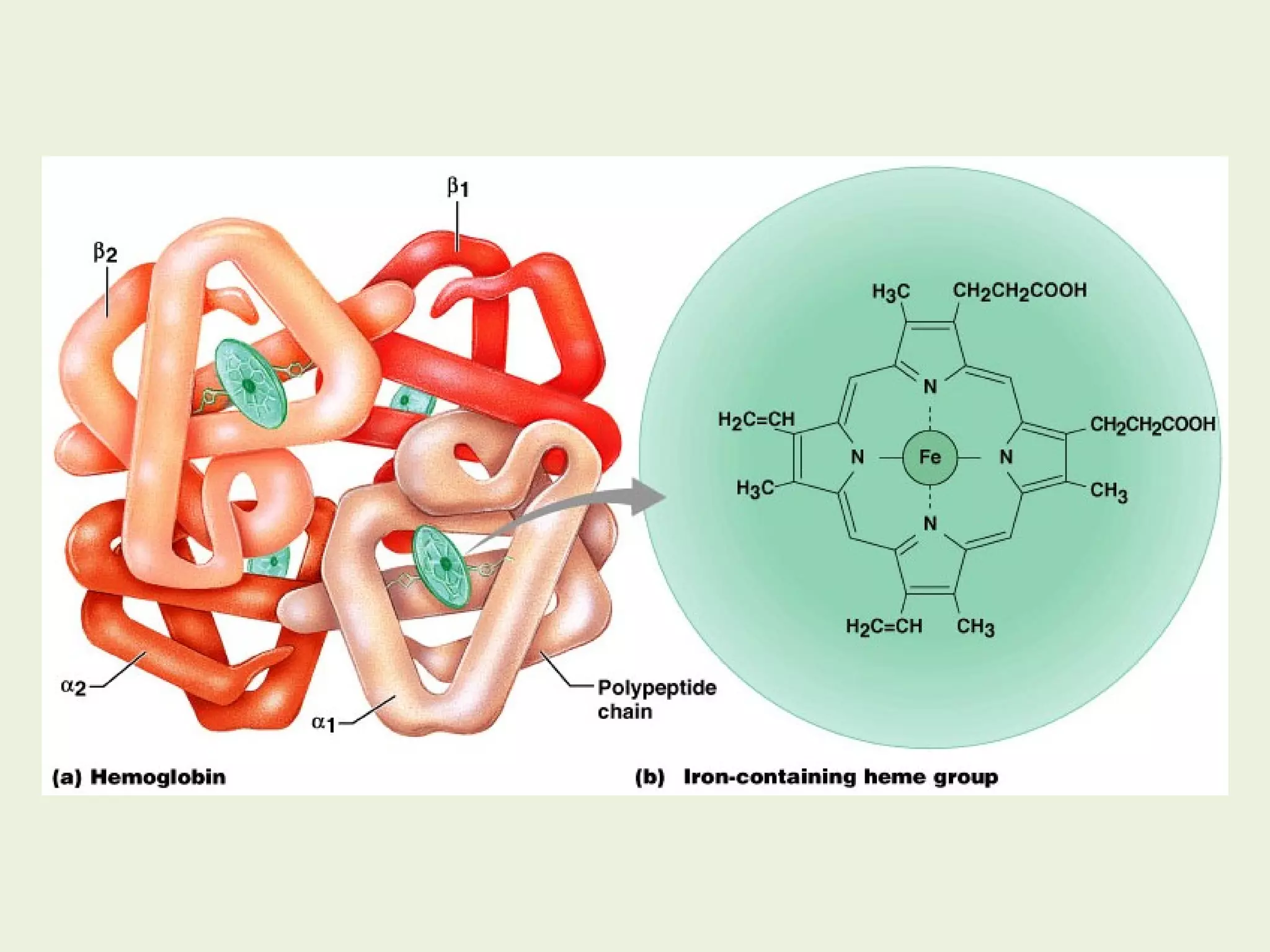 HEMOGLOBIN SYNTHESIS | PPT