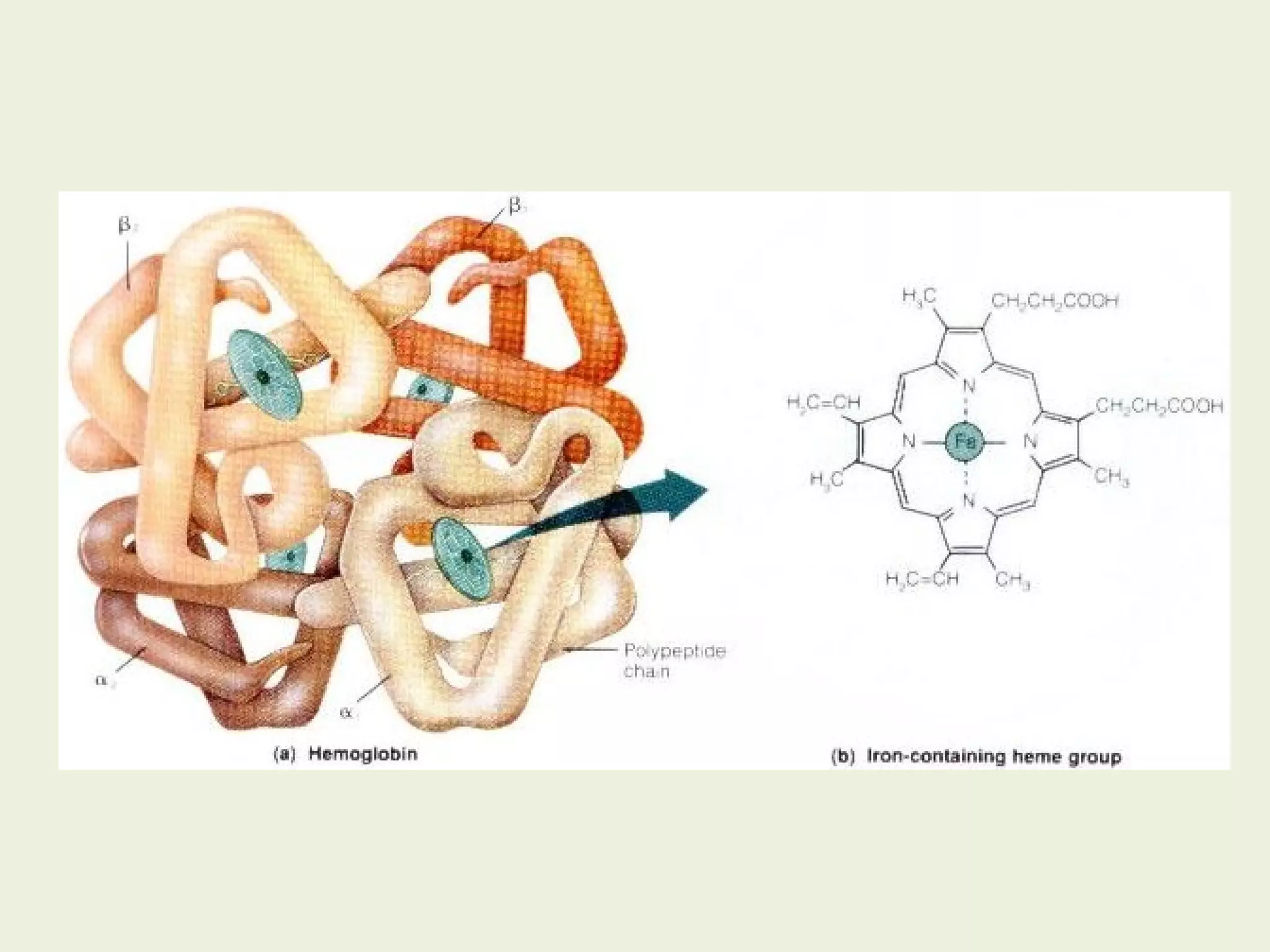 HEMOGLOBIN SYNTHESIS | PPT