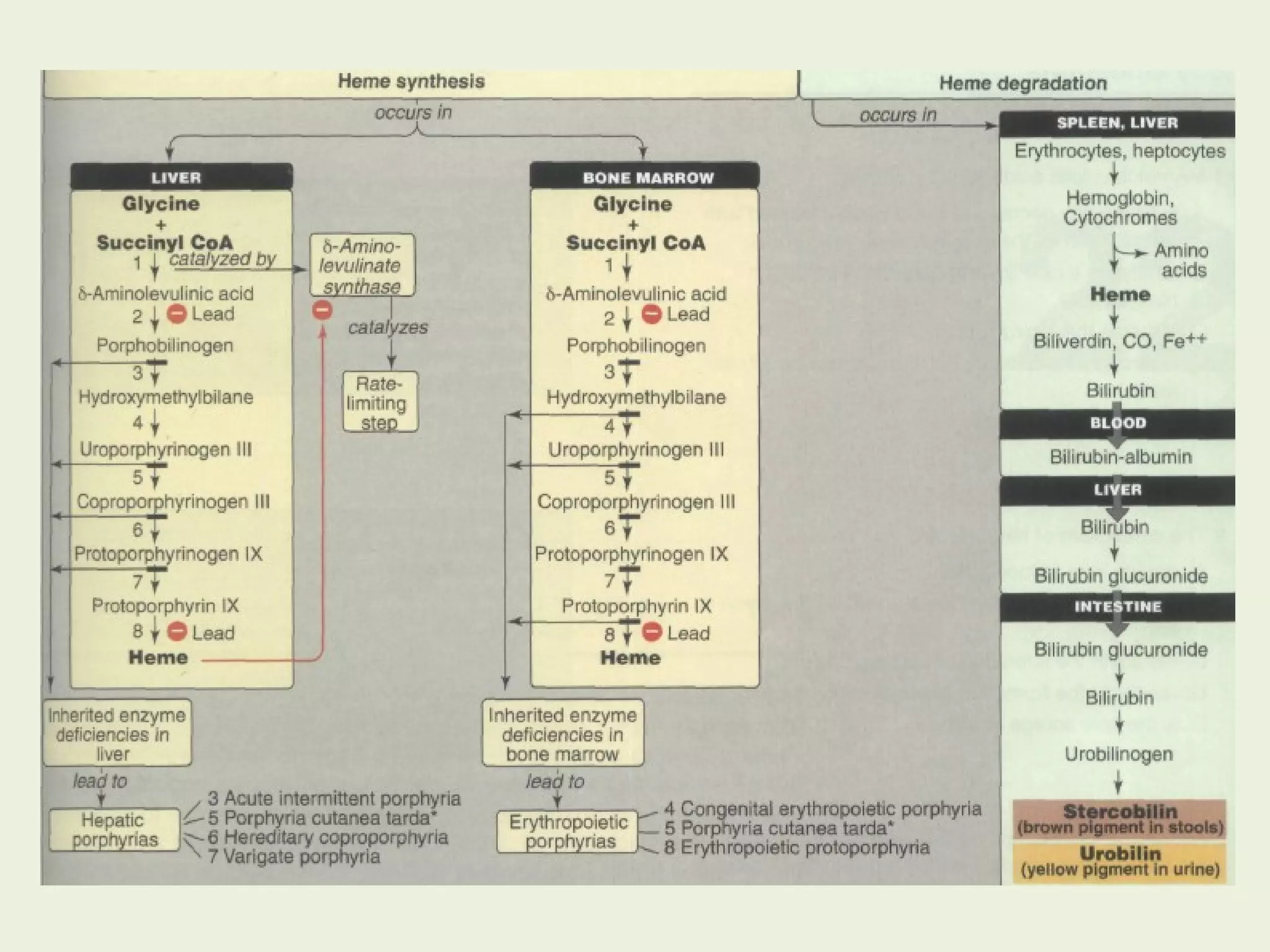HEMOGLOBIN SYNTHESIS | PPT