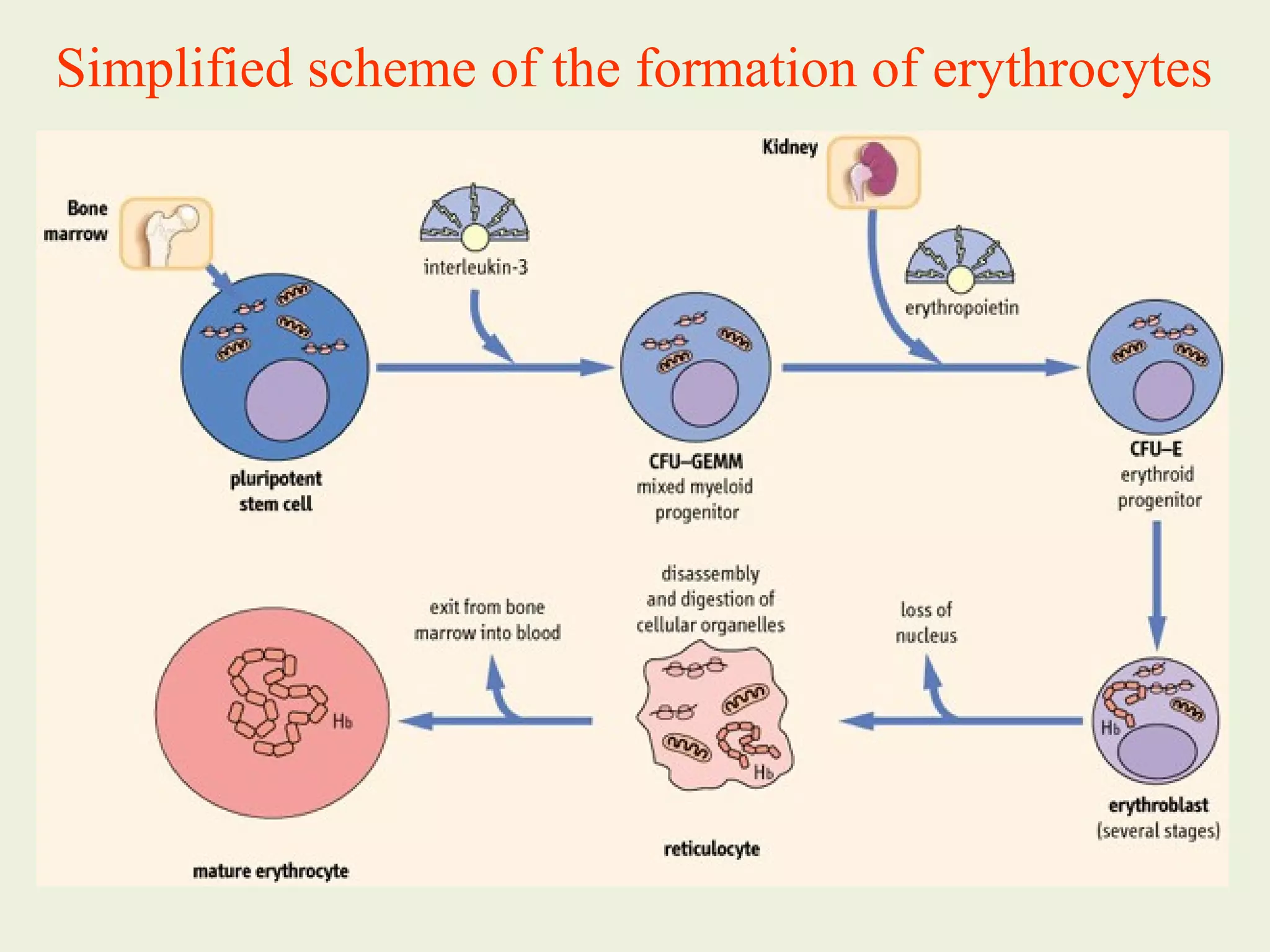 HEMOGLOBIN SYNTHESIS | PPT