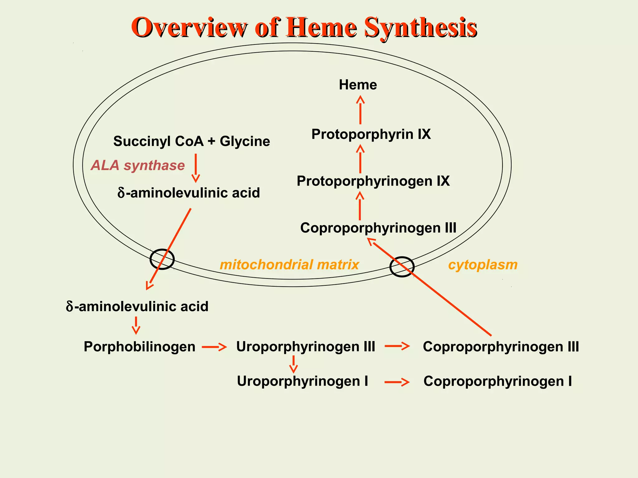HEMOGLOBIN SYNTHESIS | PPT
