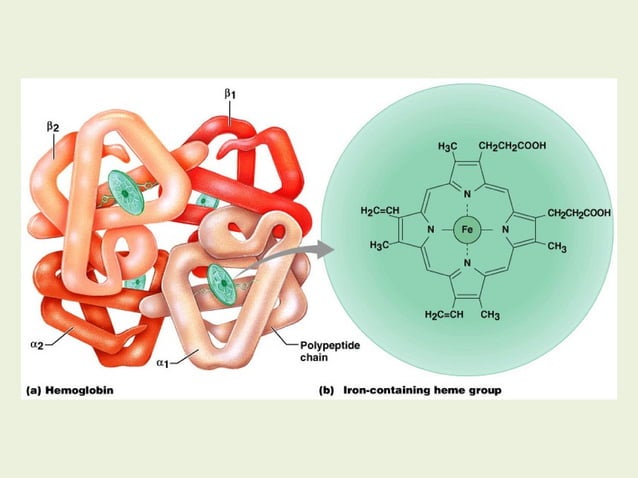 HEMOGLOBIN SYNTHESIS | PPT