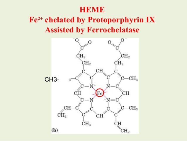 HEMOGLOBIN SYNTHESIS