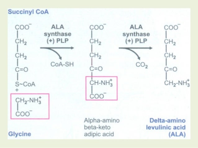 HEMOGLOBIN SYNTHESIS