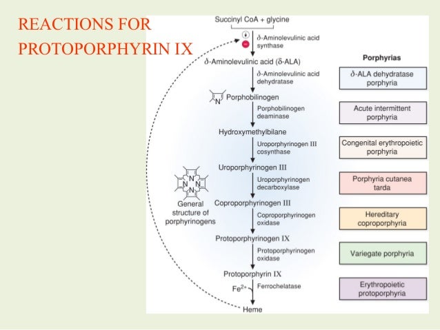 HEMOGLOBIN SYNTHESIS