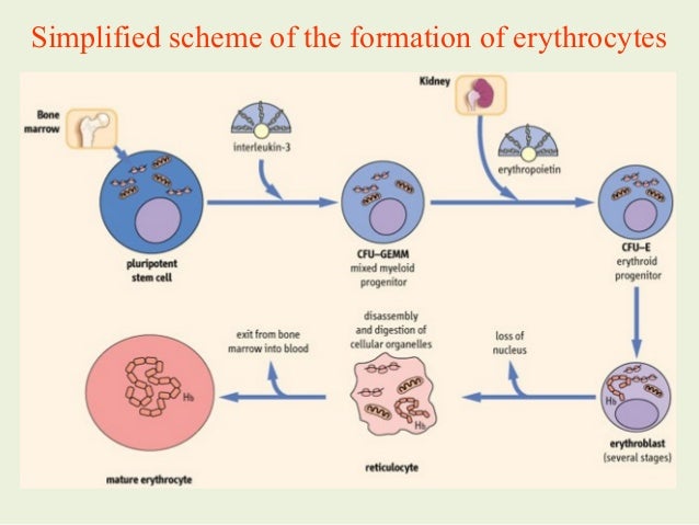 HEMOGLOBIN SYNTHESIS