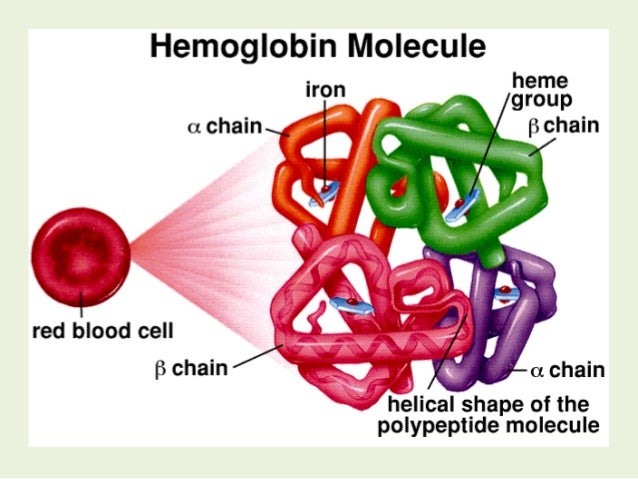 HEMOGLOBIN SYNTHESIS
