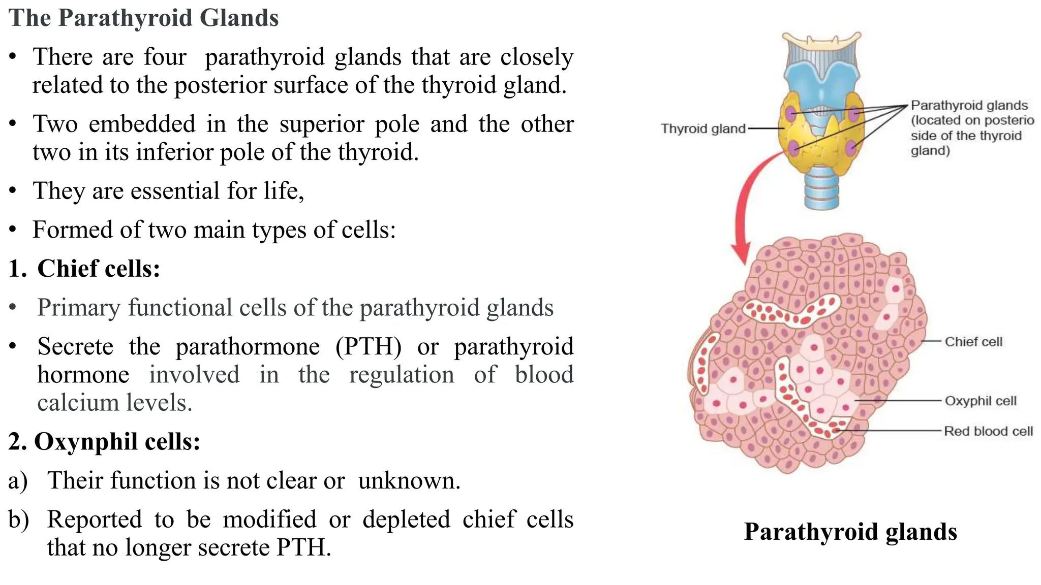 CALCIUM_HOMEOSTASIS_(DR_EZE_EJIKE_DANIEL_DECEMBER_2022).pptx