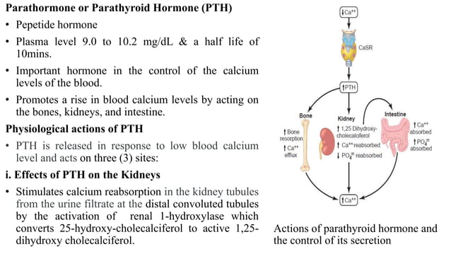 CALCIUM_HOMEOSTASIS_(DR_EZE_EJIKE_DANIEL_DECEMBER_2022).pptx