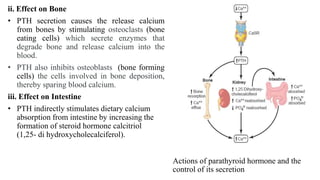 CALCIUM_HOMEOSTASIS_(DR_EZE_EJIKE_DANIEL_DECEMBER_2022).pptx