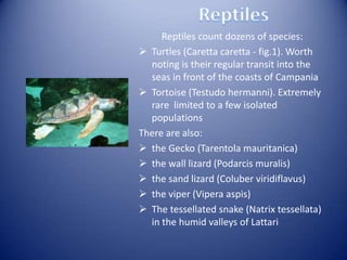 Italian flora and fauna | PPTX