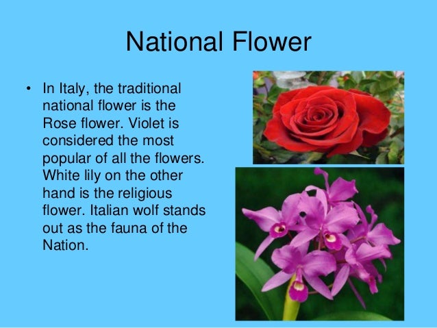 Official Flower Of Florence Italy