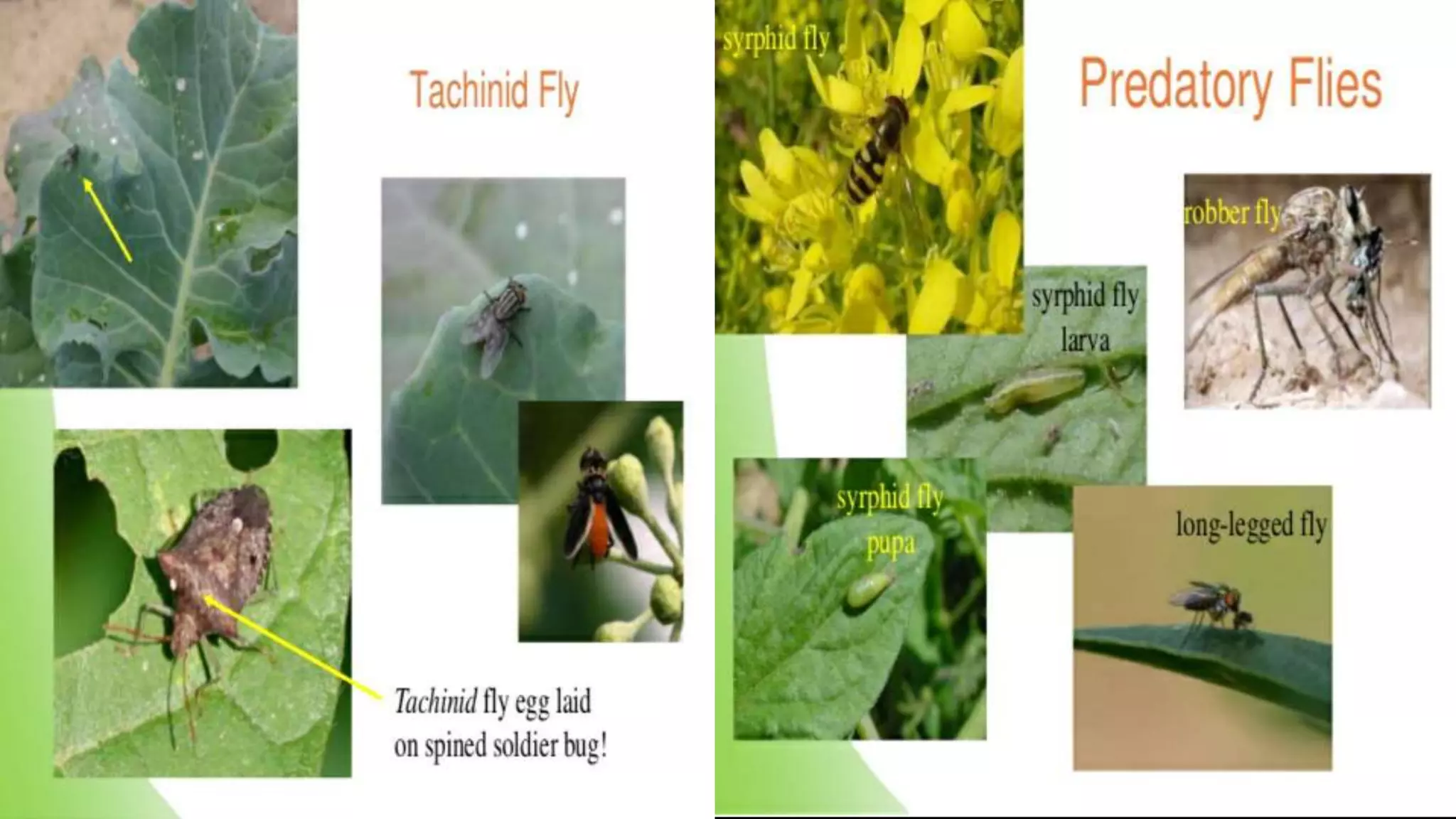 Pest management in organic farming | PPTX