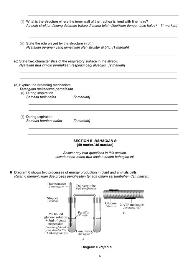 It bio f4 final year examination (bl) | PDF