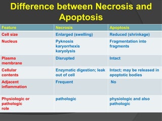irreversible cell injury, necrosis, apoptosis, free radicles ...