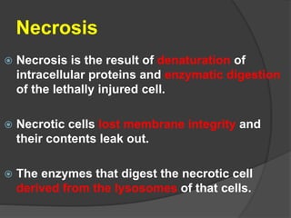 irreversible cell injury, necrosis, apoptosis, free radicles ...