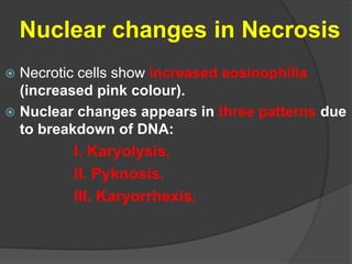 irreversible cell injury, necrosis, apoptosis, free radicles ...