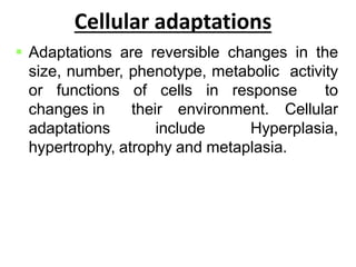 Item 02- CellUlar adaptations pathology topic.pdf