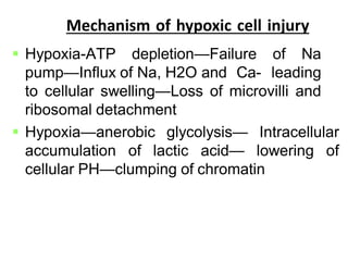 Item 03_ Cell injury.pdf pathology associated topic | PDF