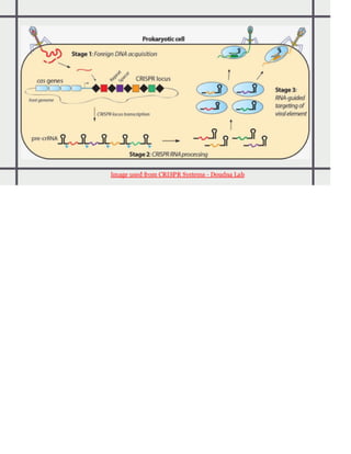 CRISPR Cas System: how crispr cas work mechanism history | PDF
