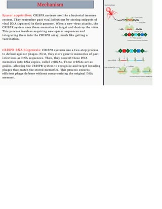 CRISPR Cas System: how crispr cas work mechanism history | PDF