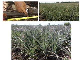 Item 9: Soil mapping to support sustainable agriculture | PPT