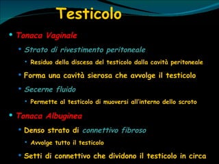 Gonadi maschili: I testicoli | PPT