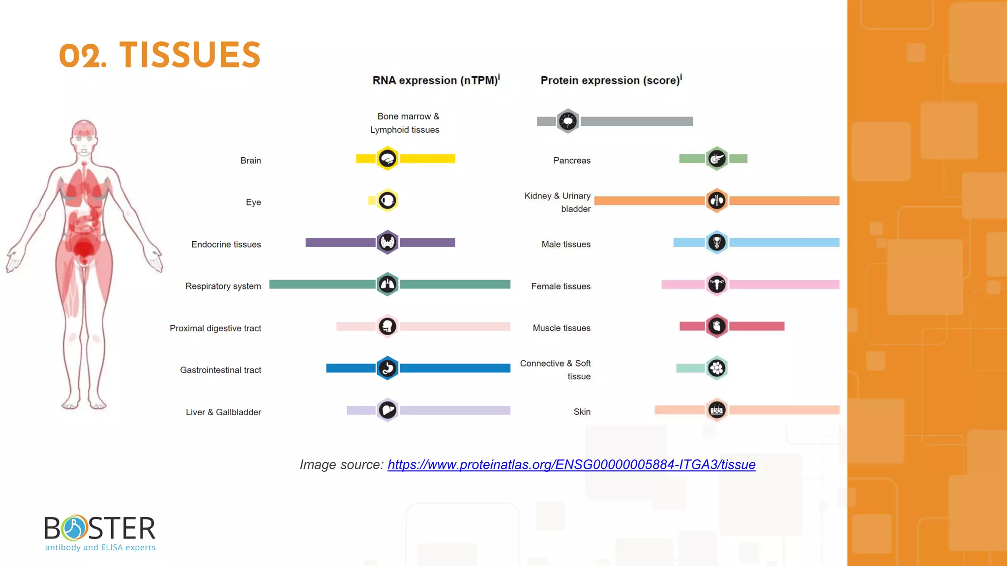 Learn ITGA3 in 3 minutes | Integrin alpha-3 | PPT