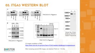 Learn ITGA3 in 3 minutes | Integrin alpha-3 | PPT