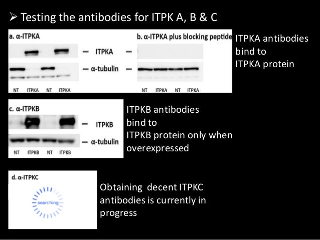 The expression of ITPK in normal colon and colorectal cancer cells