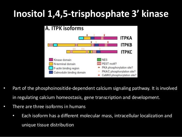 The expression of ITPK in normal colon and colorectal cancer cells