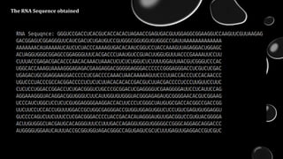 Transcription of DNA to RNA using python programming | PPTX