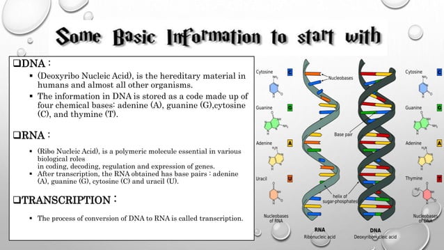 Transcription of DNA to RNA using python programming | PPTX | Chemistry | Science