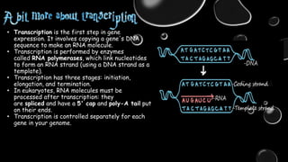Transcription of DNA to RNA using python programming | PPTX