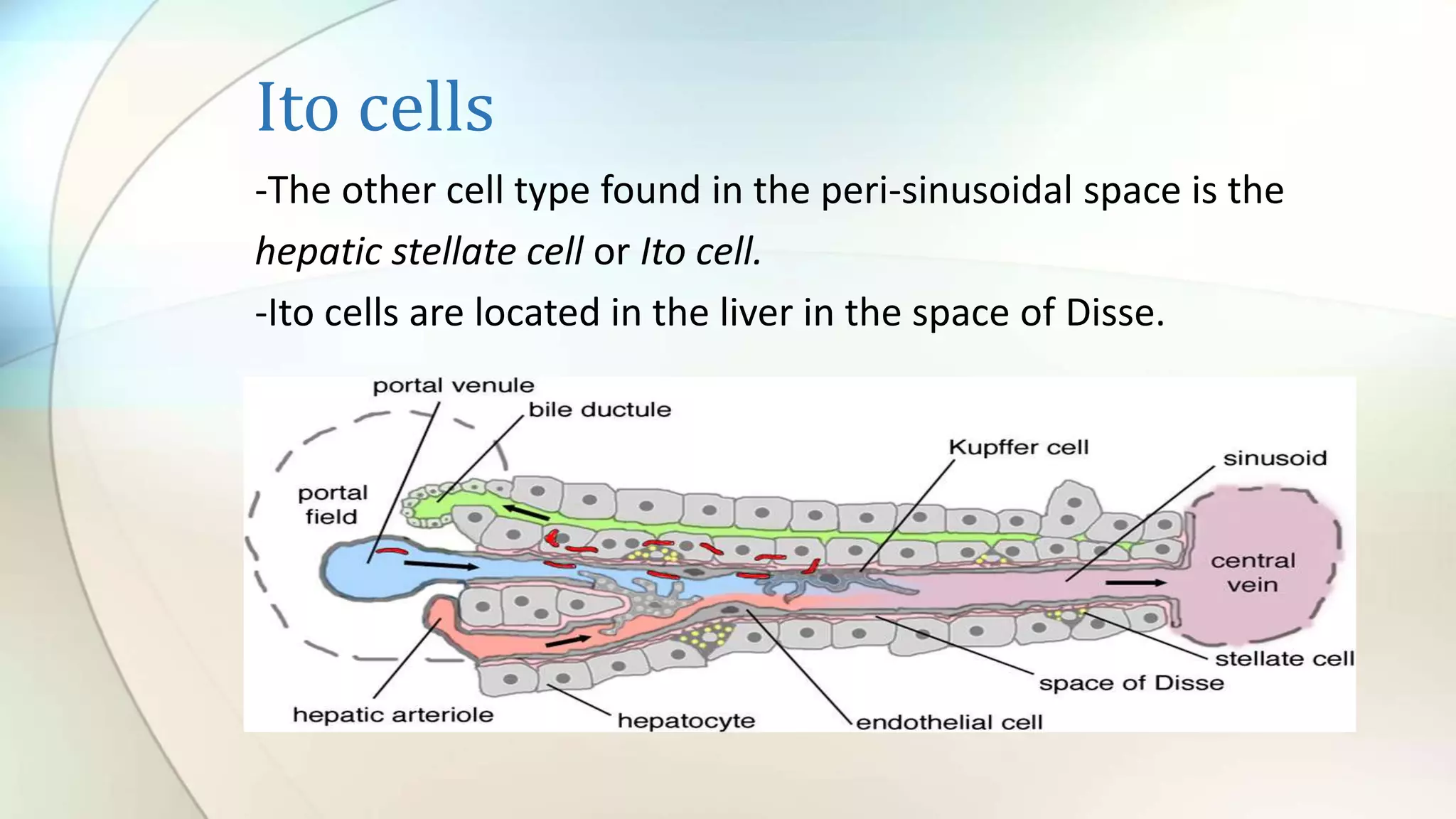 Ito cells | PPTX