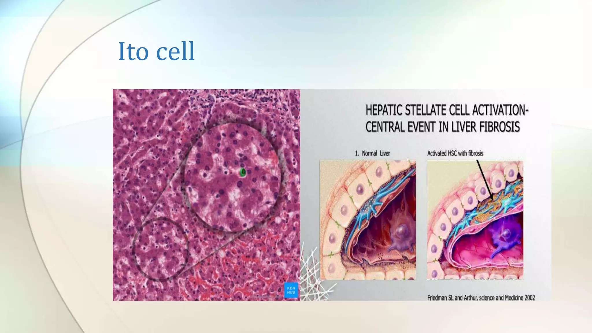 Ito cells | PPTX