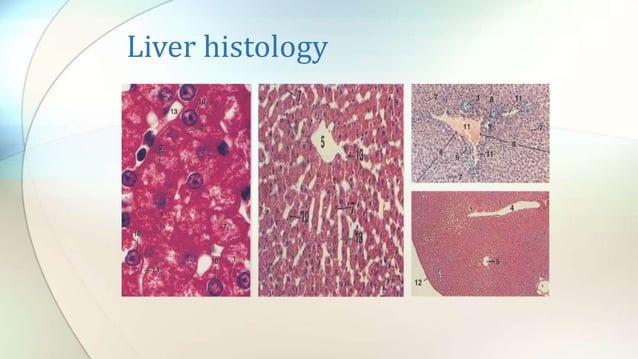 Ito cells | PPTX | Eye and Vision Conditions | Diseases and Conditions