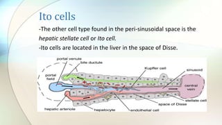 Ito cells | PPT
