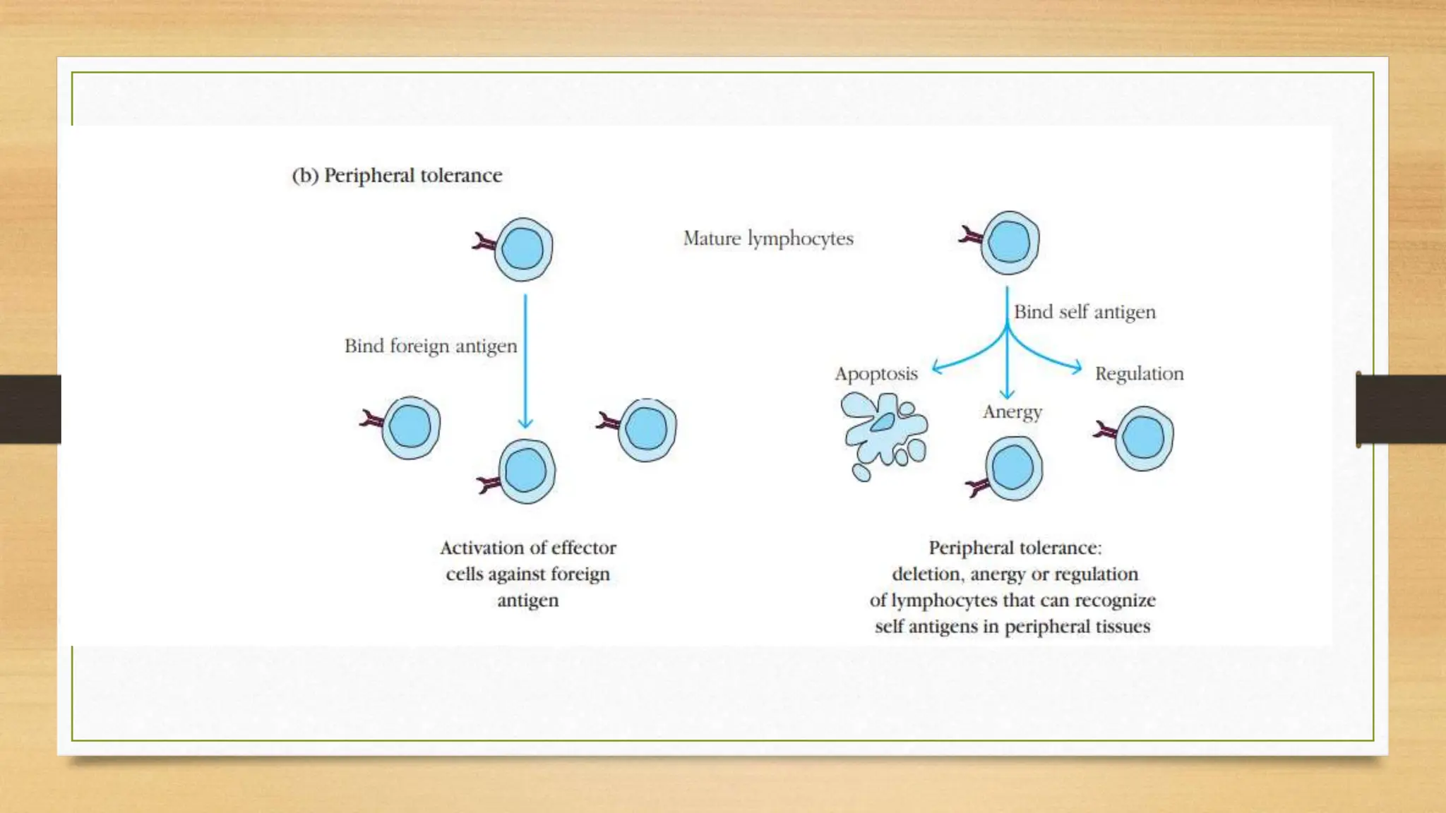 ITOLERANCE............................pptx