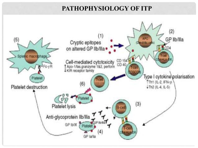 ITP - How to Approach | PPT | Blood Disorders | Diseases and Conditions