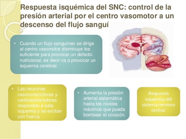 Regulación nerviosa de la circulación y control rápido de la presión ...