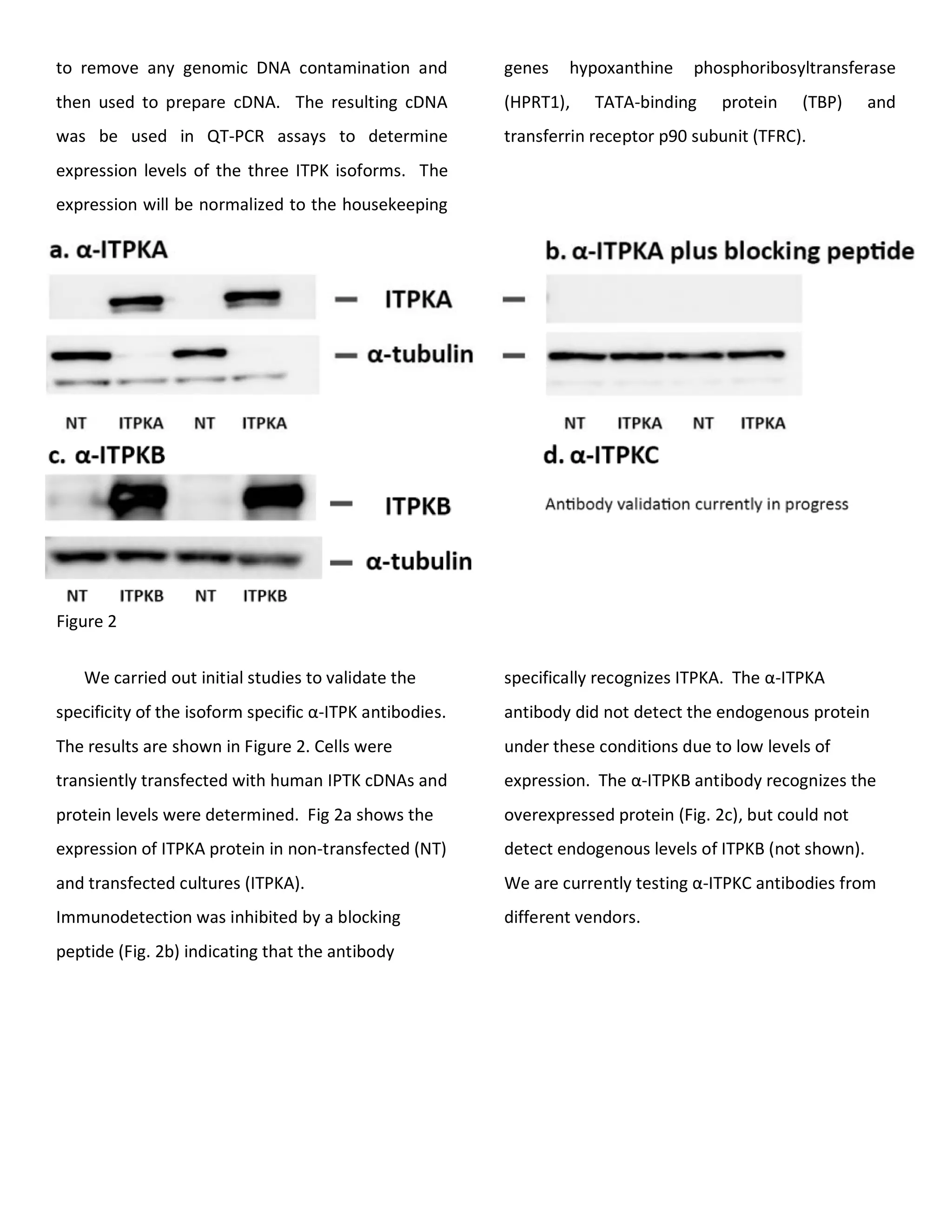 The expression of ITPK in normal colon and colorectal cancer cells ...