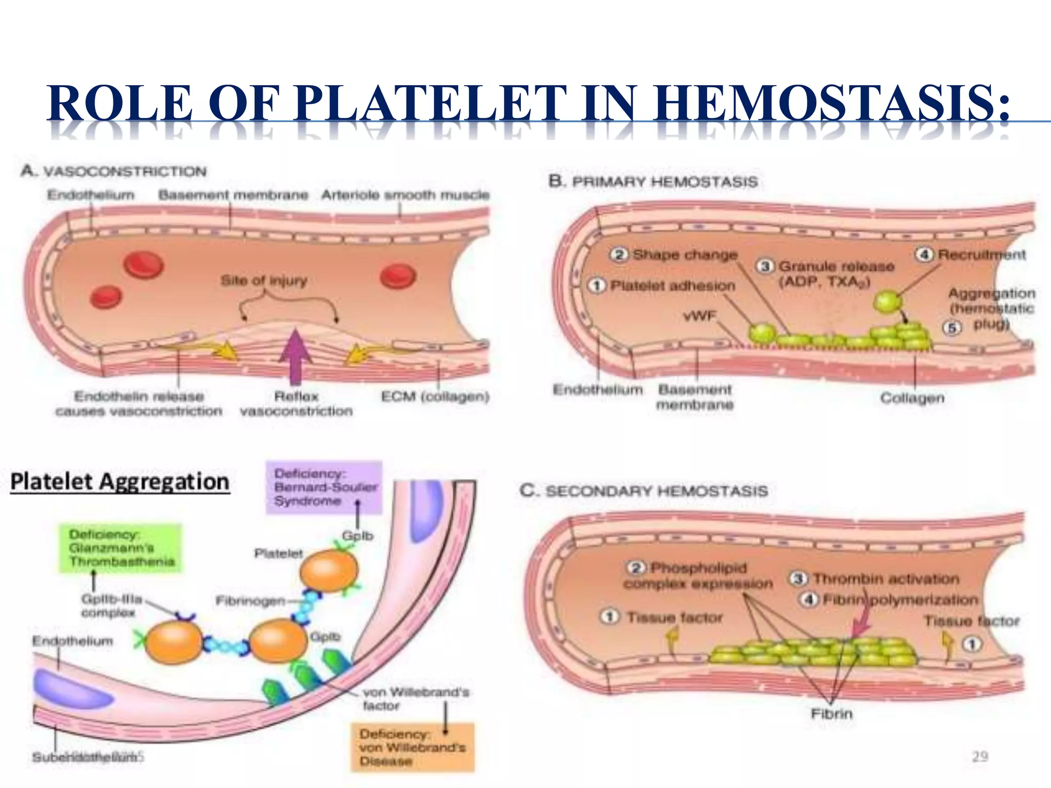 Immune Thrombocytopenia (ITP) | PPTX