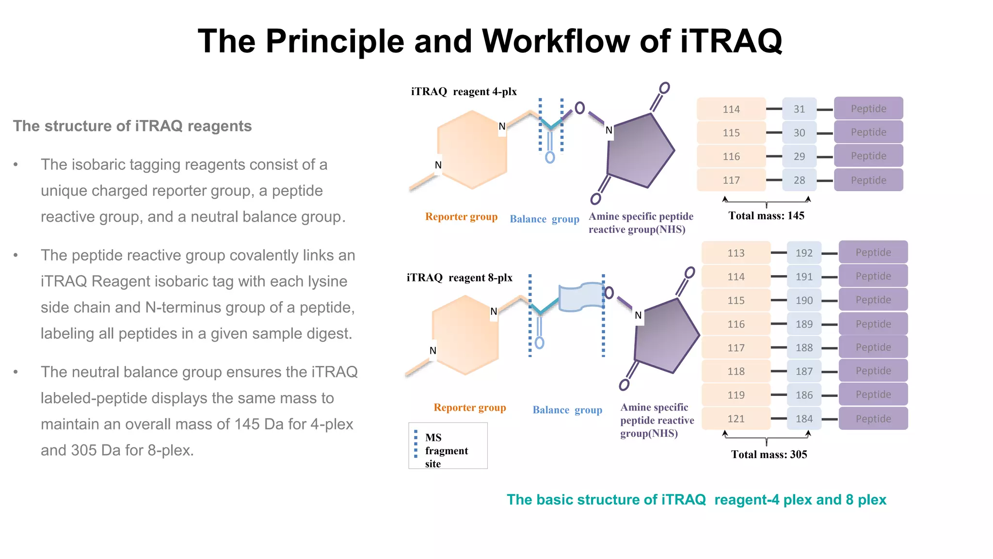 Mass Spectrometry-Based Proteomics Quantification: iTRAQ | PPTX