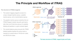 Mass Spectrometry-Based Proteomics Quantification: iTRAQ | PPTX