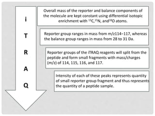 itraq protein quatification technique | PPT