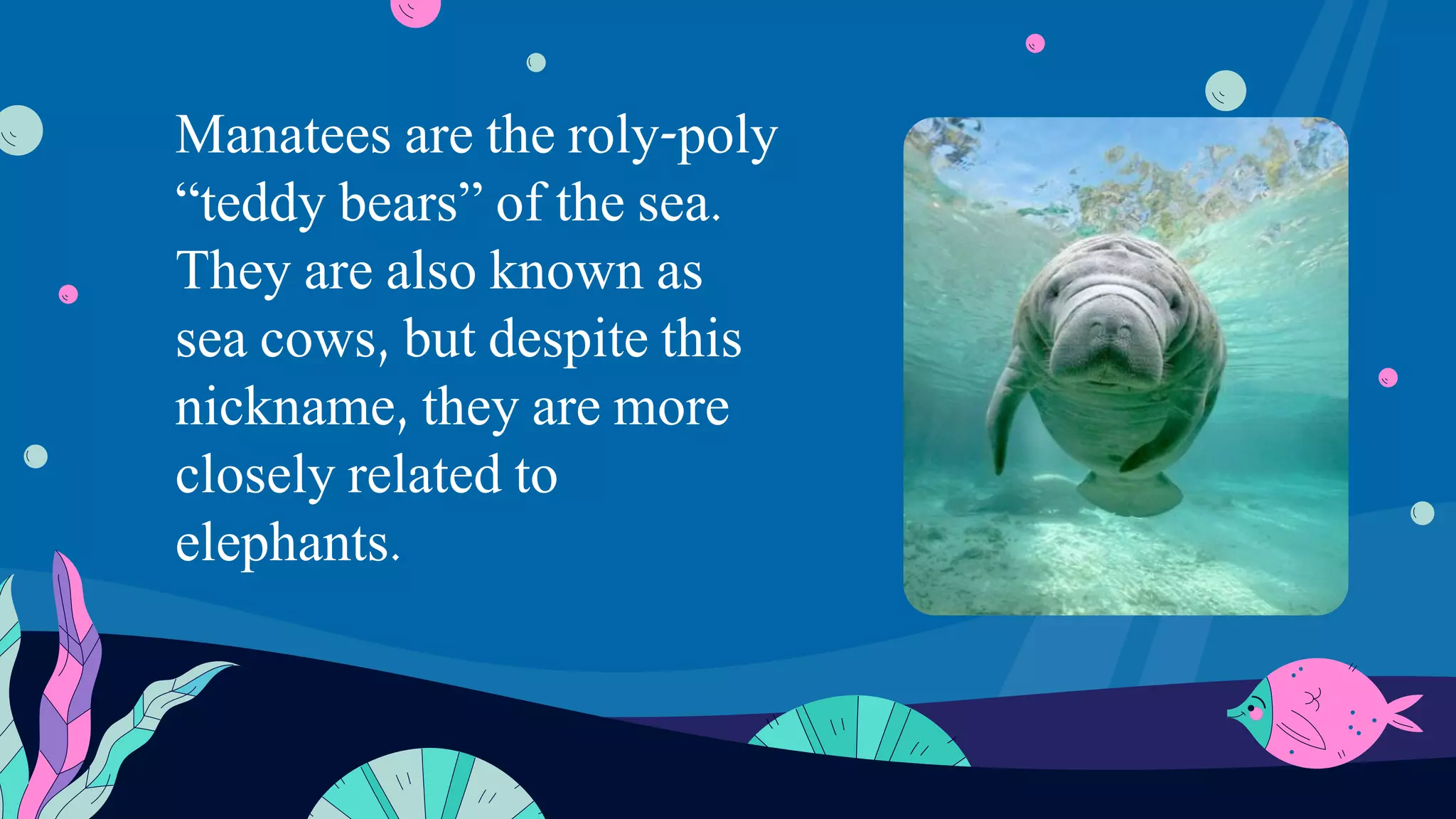 Manatees | PDF