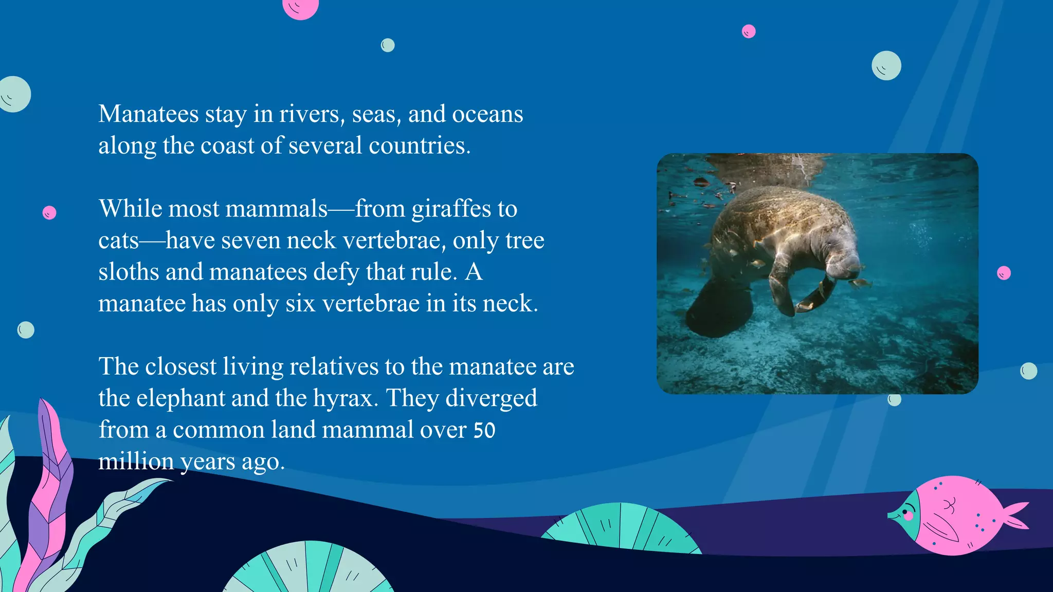 Manatees | PDF
